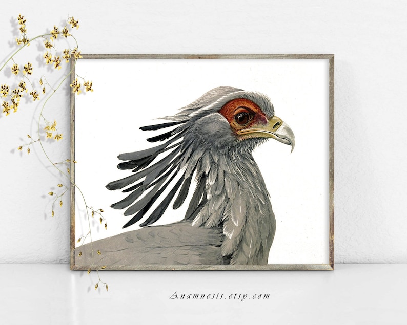 SECRETARY BIRD Art Print Instant Digital Download Printable Antique ...