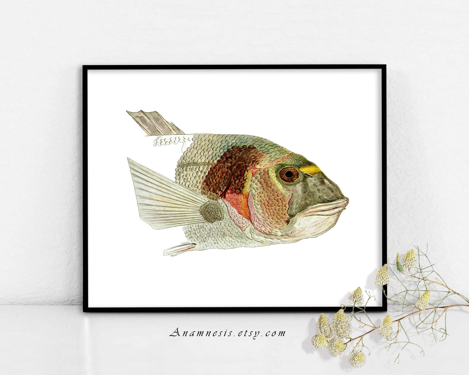 PESCADO retrato digital descarga a ilustración siglo XIX imprimible ...