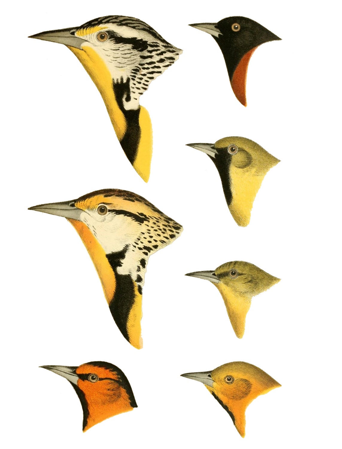 Birds Art Print BIRD HEADS COLLAGE 02 Instant Download Printable ...