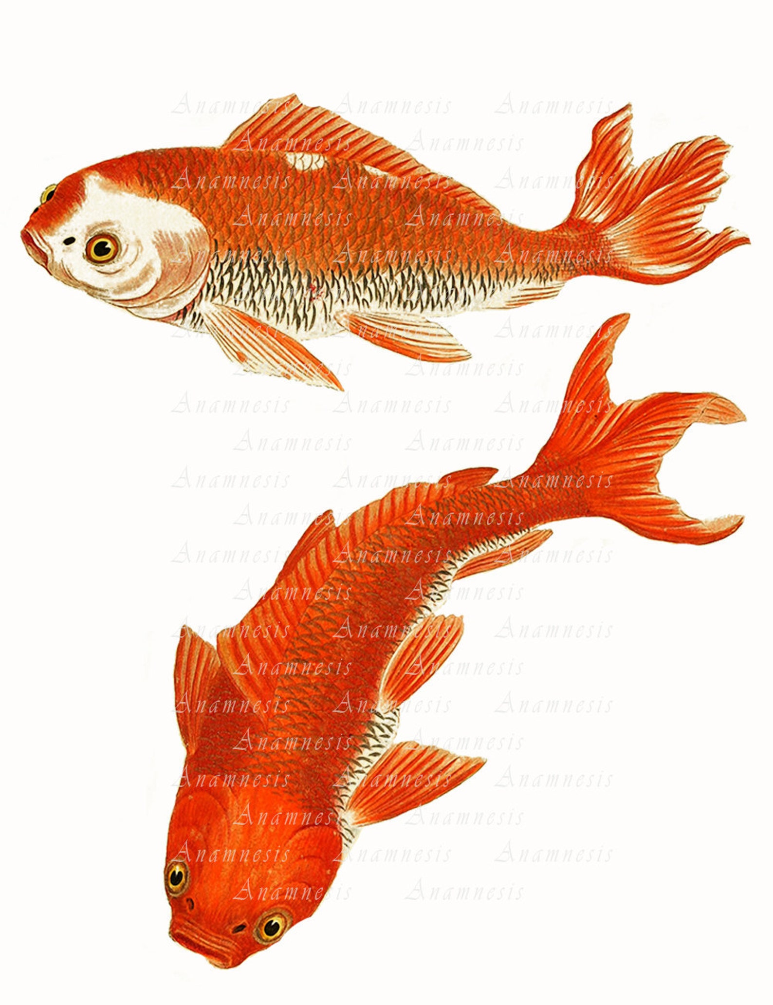 Goldfish Art Print TWO GOLDFISH on WHITE Printable Digital - Etsy