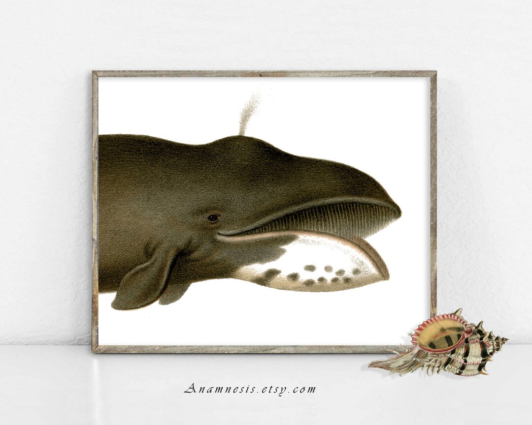 Whale Art Print SMILEY WHALE Instant Download Digital Image Printable ...