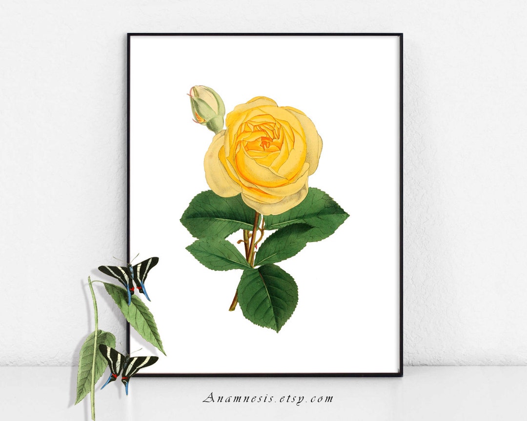 GORGEOUS YELLOW ROSE Digital Download Printable Vintage Flower ...