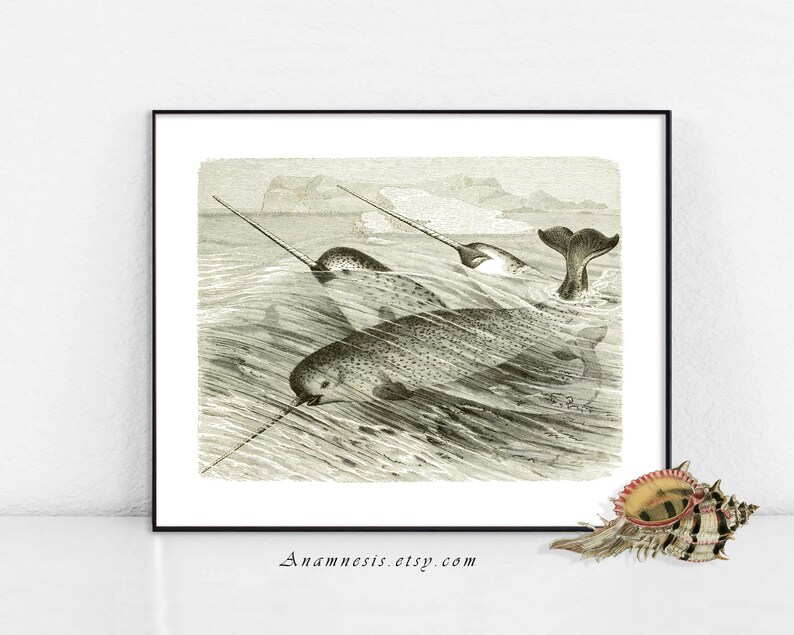 NARWHAL DANCE - Digital Download - Printable Antique Ocean Illustration ...