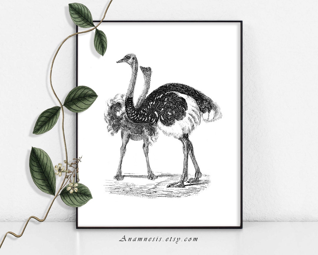 OSTRICH PAIR Print - Instant Download - Printable Antique Bird ...