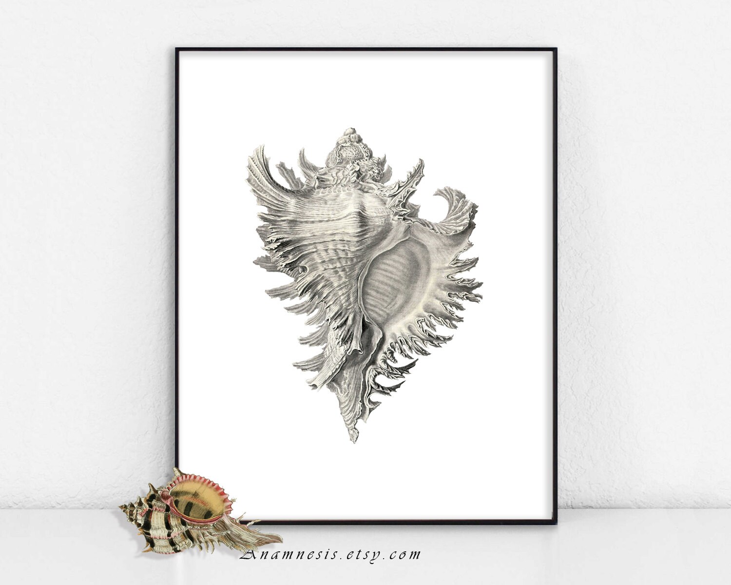 CONCH SHELL Digital Download Printable Antique Illustration Retooled by ...