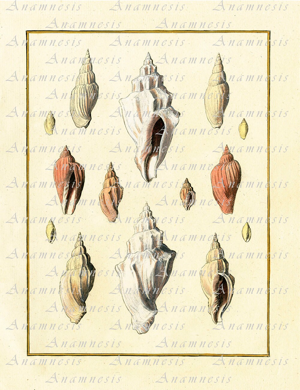 VOLUTE SEA SHELLS Digital Download Printable Antique - Etsy