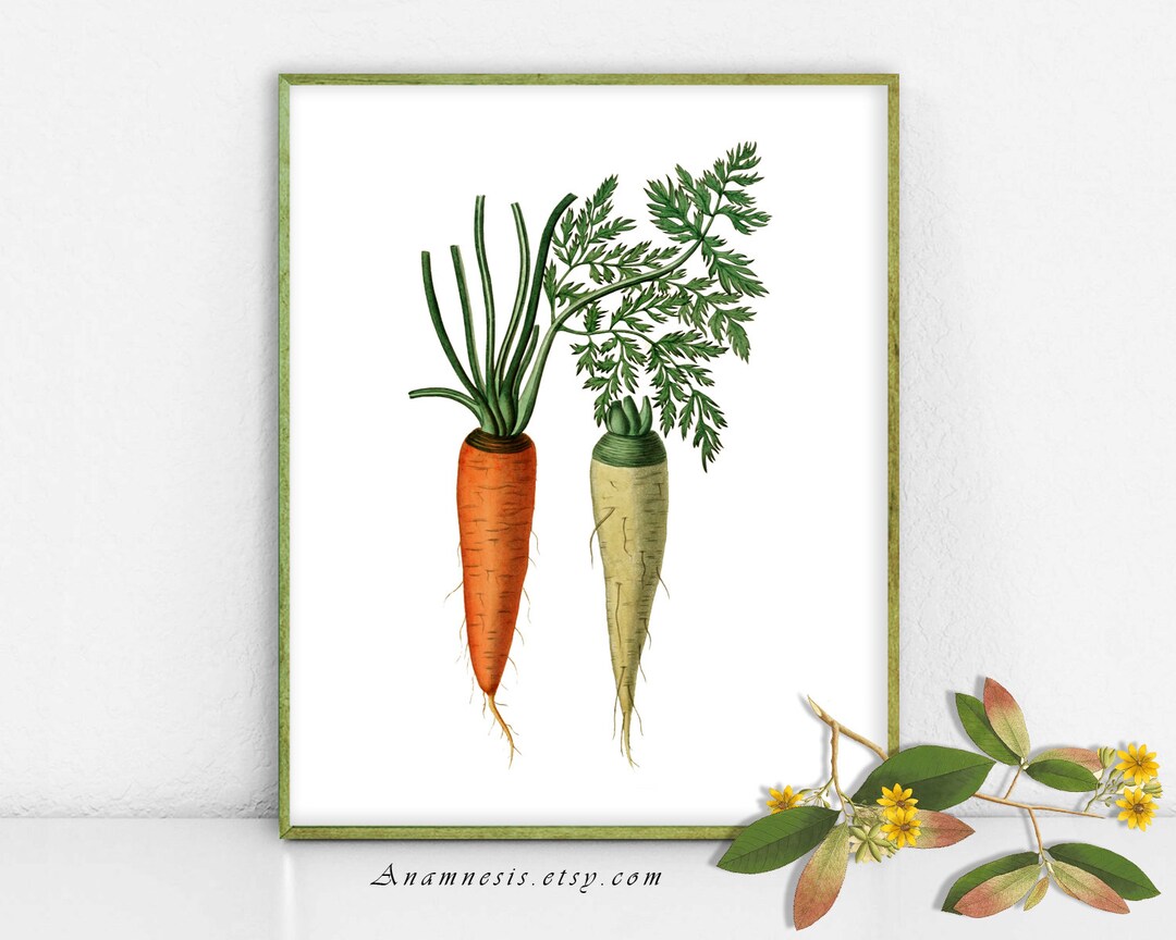 Carrot Art Print - CARROTS - Instant Download - Printable Vintage ...