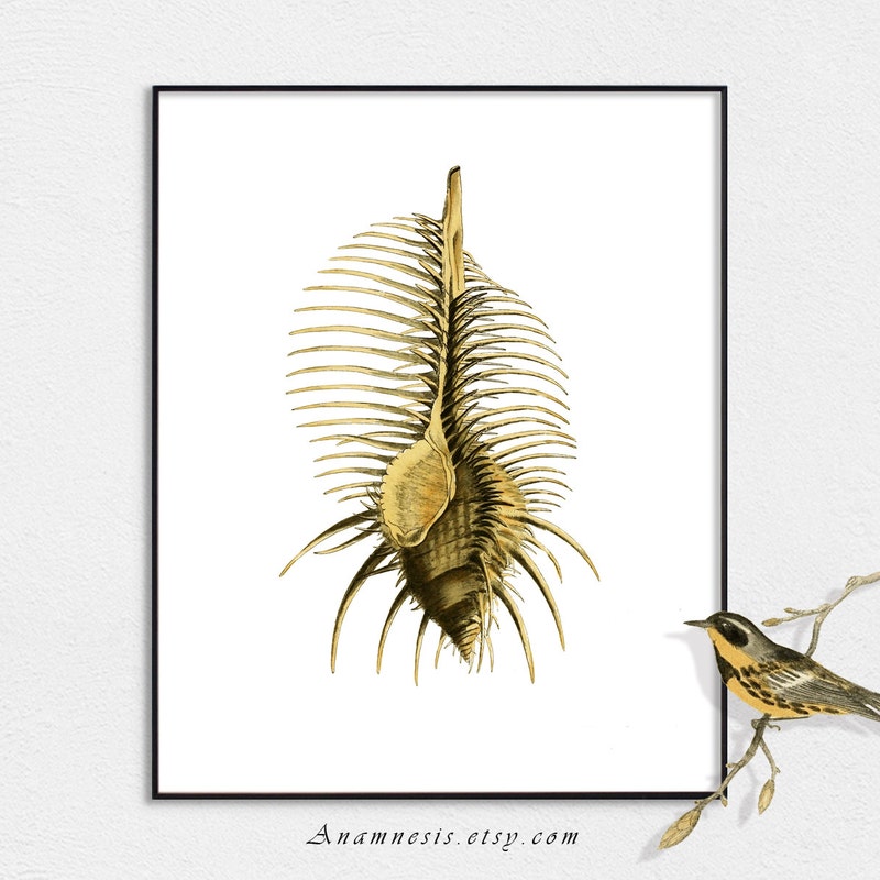 Sepia Shell Prints - Etsy