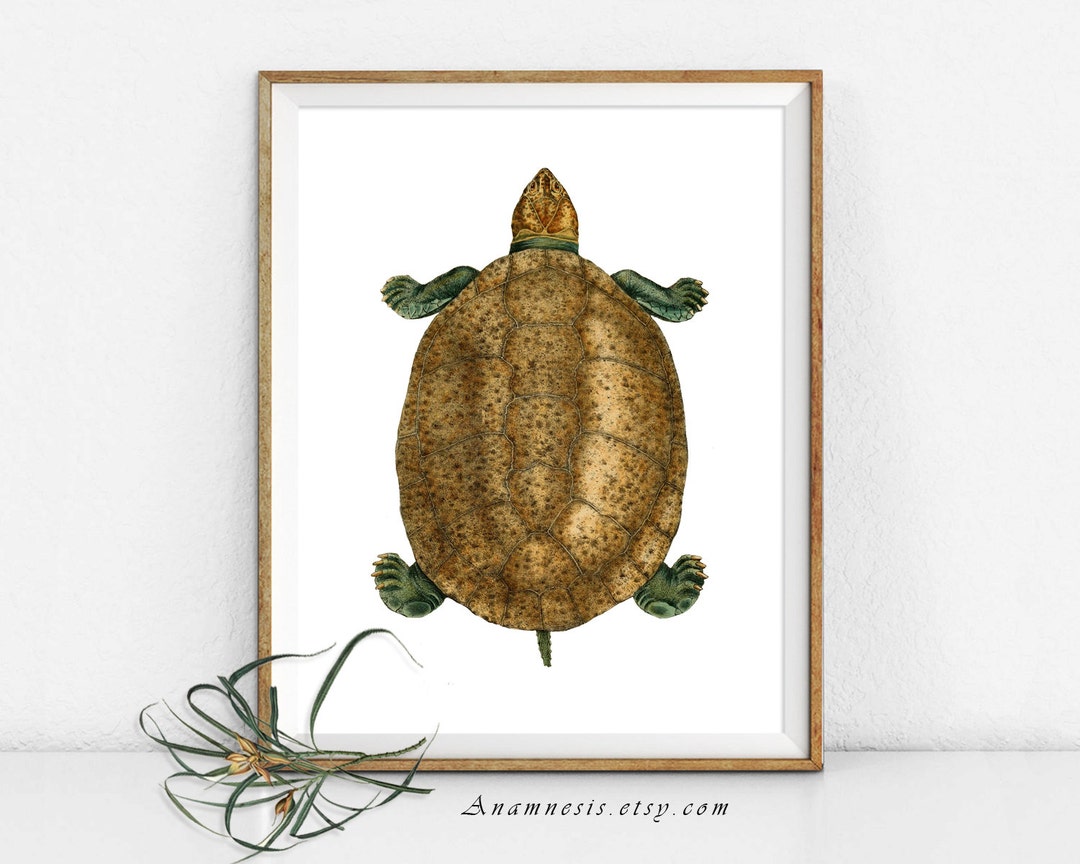 GREEN-LEGGED TURTLE Digital Download Printable Antique Turtle ...
