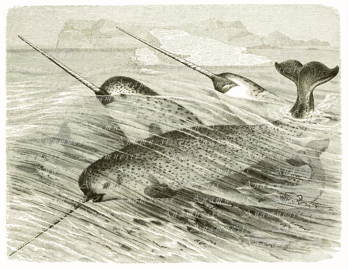 NARWHAL DANCE - Digital Download - Printable Antique Ocean Illustration ...