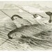 NARWHAL DANCE - Digital Download - Printable Antique Ocean Illustration ...