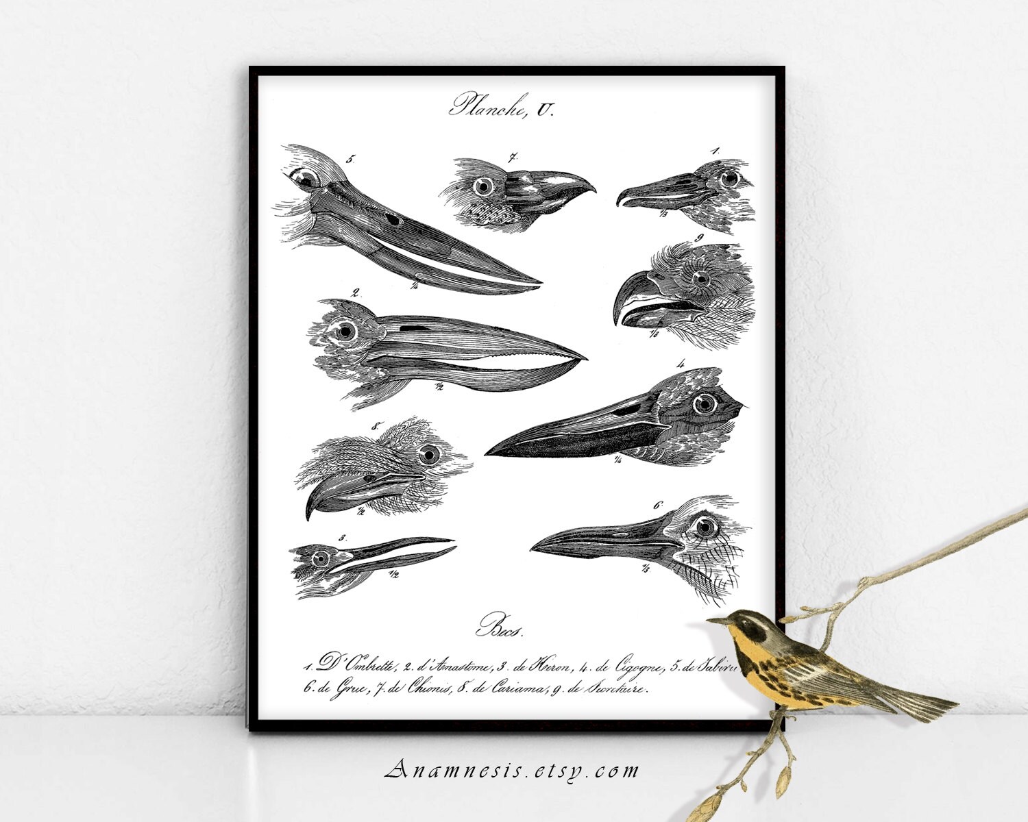BIRD BEAKS COLLAGE - Digital Download - Printable 1800's French ...