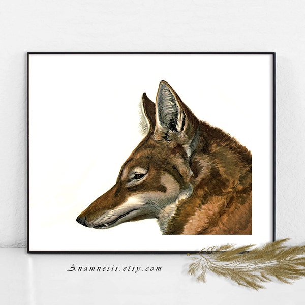 Antique Wolf Print - Etsy