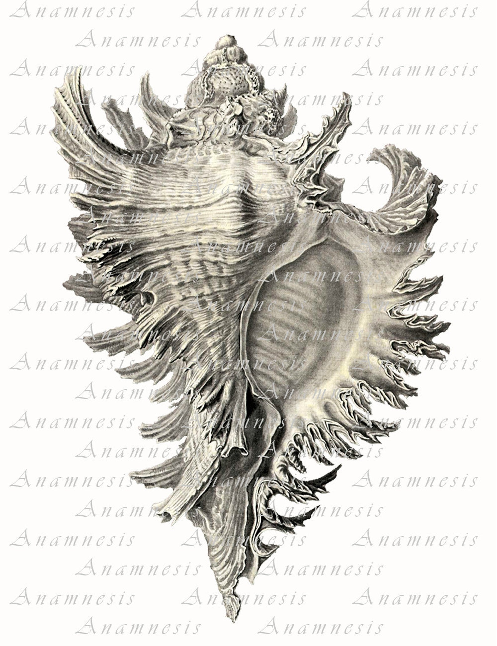 CONCH SHELL Digital Download Printable Antique Illustration Retooled by ...