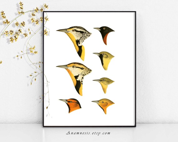 Birds Art Print BIRD HEADS COLLAGE 02 Instant Download | Etsy