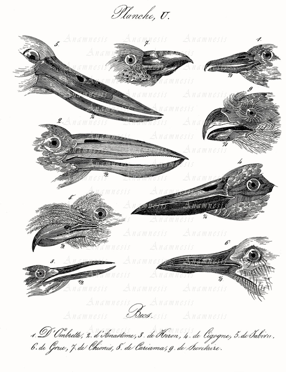 BIRD BEAKS COLLAGE - Digital Download - Printable 1800's French ...
