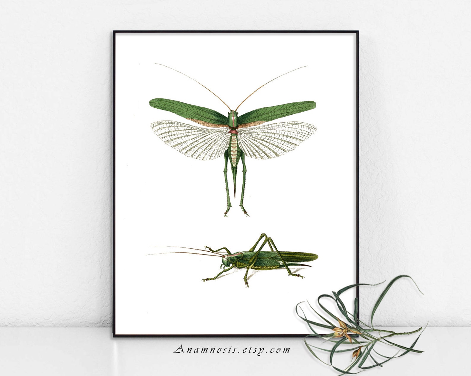 GREEN GRASSHOPPER COLLAGE - Digital Image Download - Printable 1800's ...