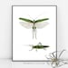 GREEN GRASSHOPPER COLLAGE - Digital Image Download - Printable 1800's ...
