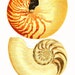 NAUTILUS SEA SHELLS - Digital Image Download - Printable Antique Ocean ...