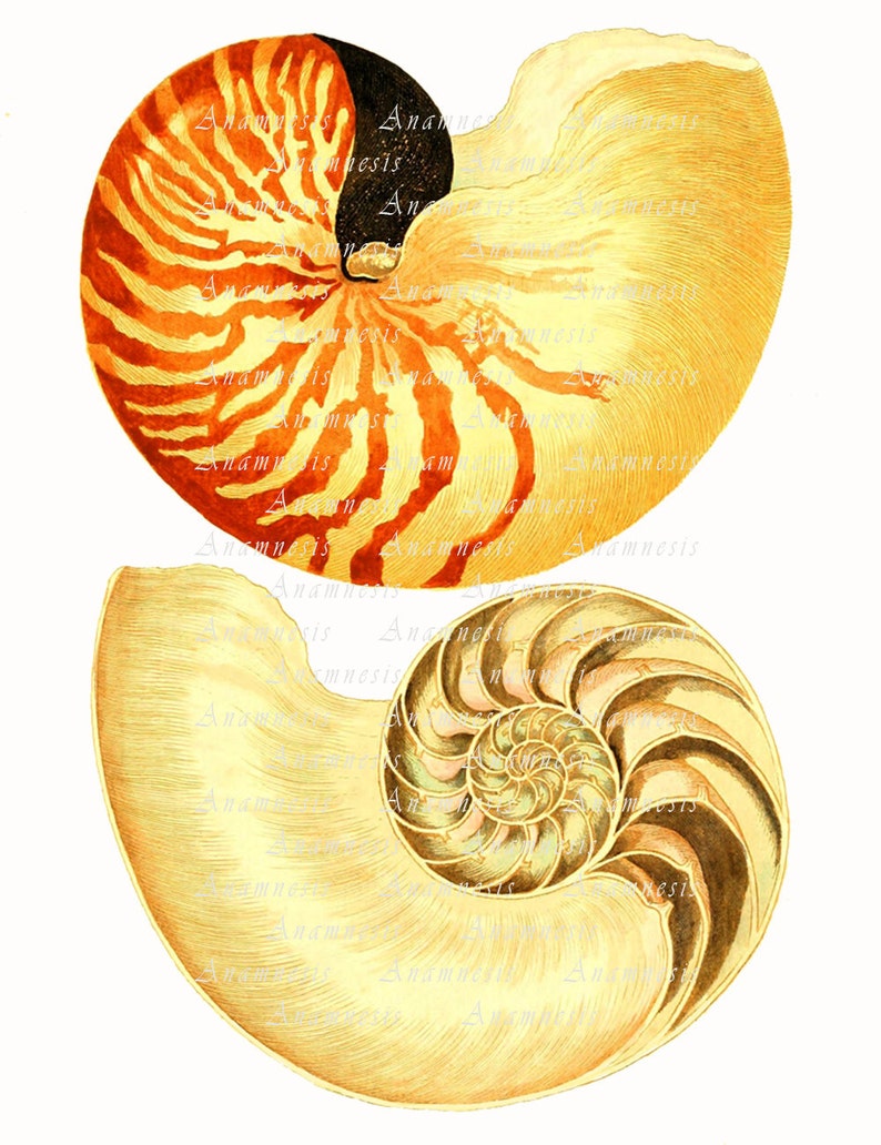 NAUTILUS SEA SHELLS Digital Image Download Printable Antique Ocean ...