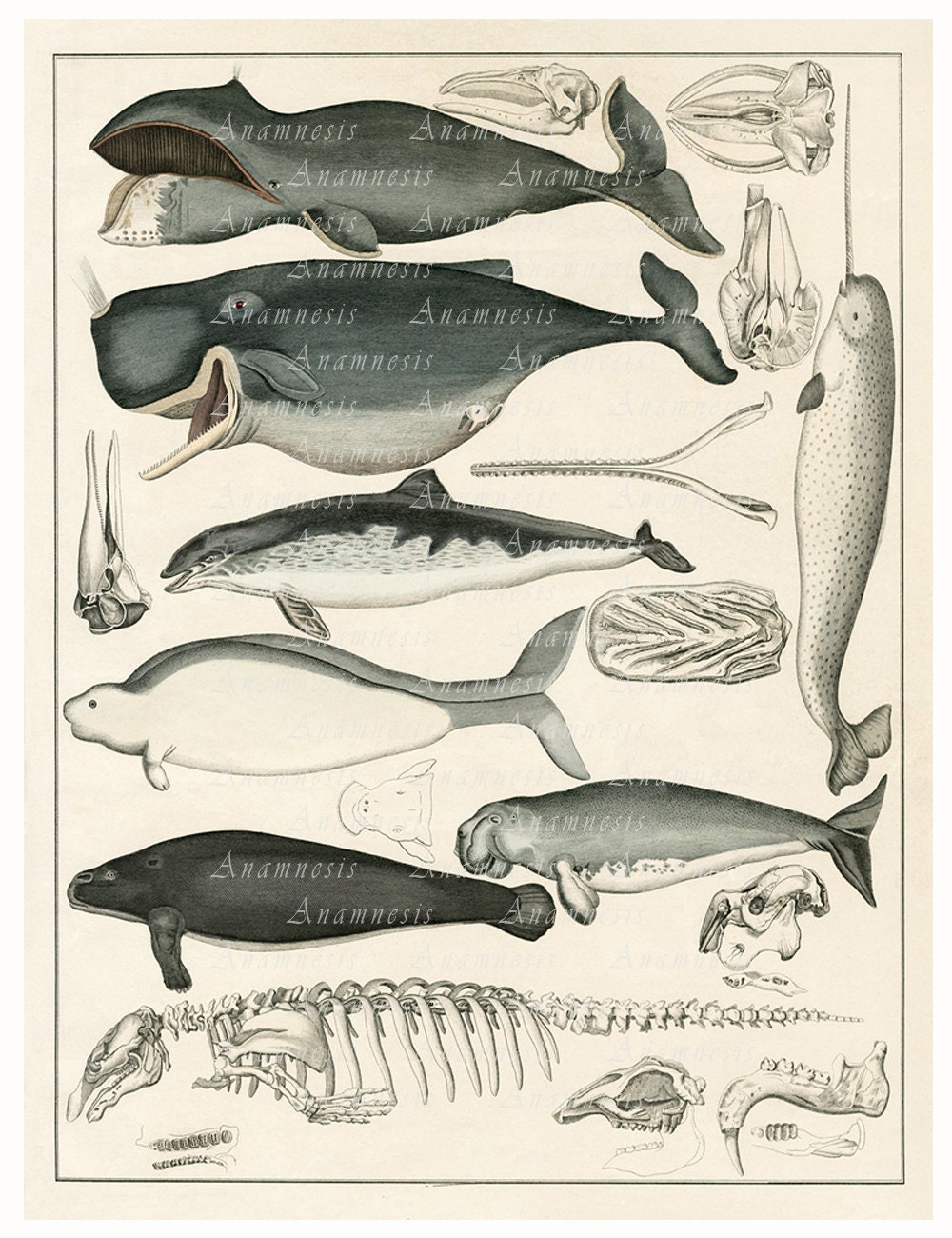 Whales Art Print - WHALE COLLAGE - Instant Download - Printable Antique ...
