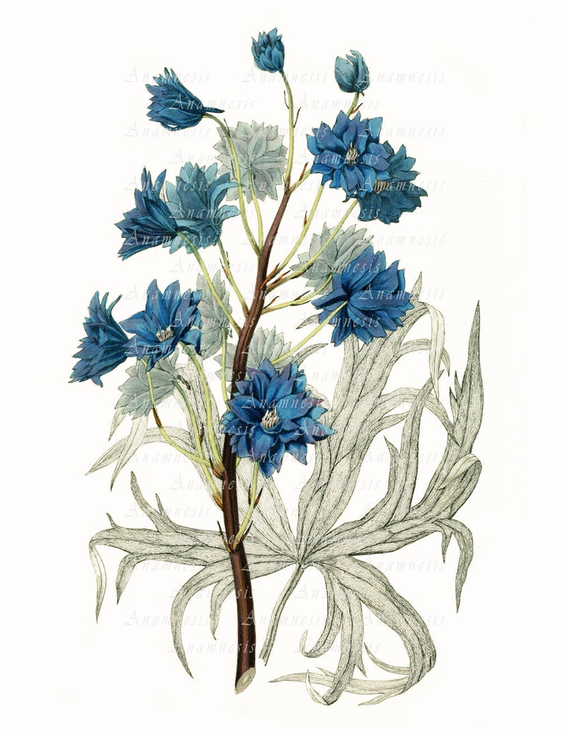 BLUE FLOWERS - Digital Download - Printable Antique Floral Illustration ...