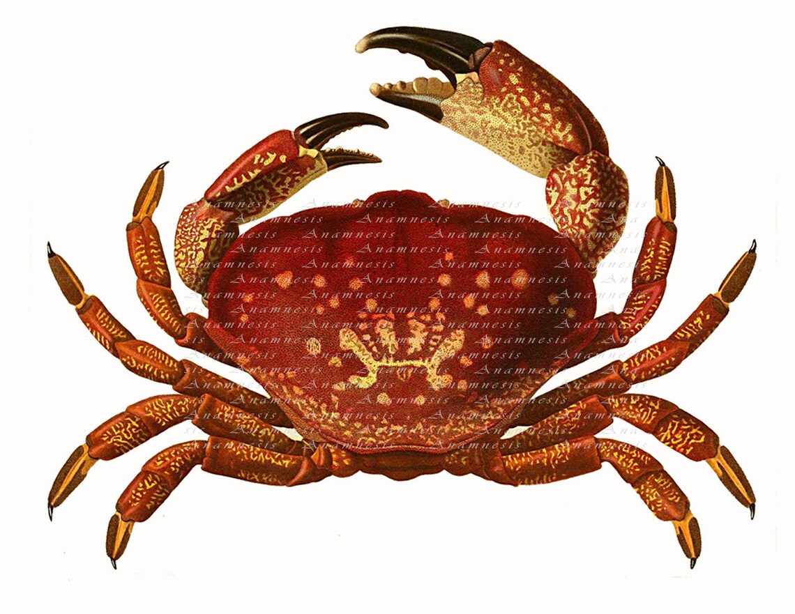 RED CRAB Art Print High Res Digital Image Printable Antique Sea Life ...