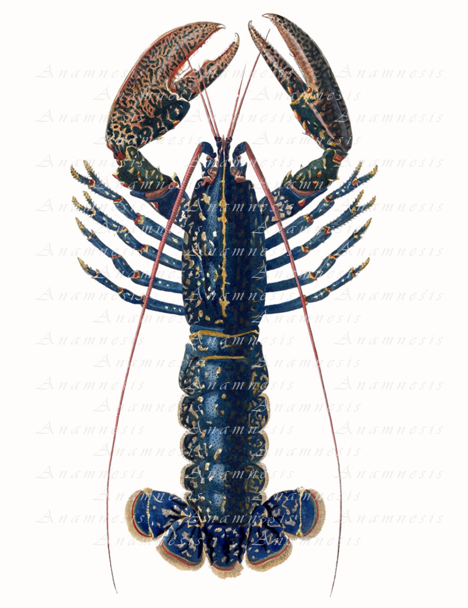 BLUE LOBSTER - Instant Digital Image Download - Printable Antique Ocean ...