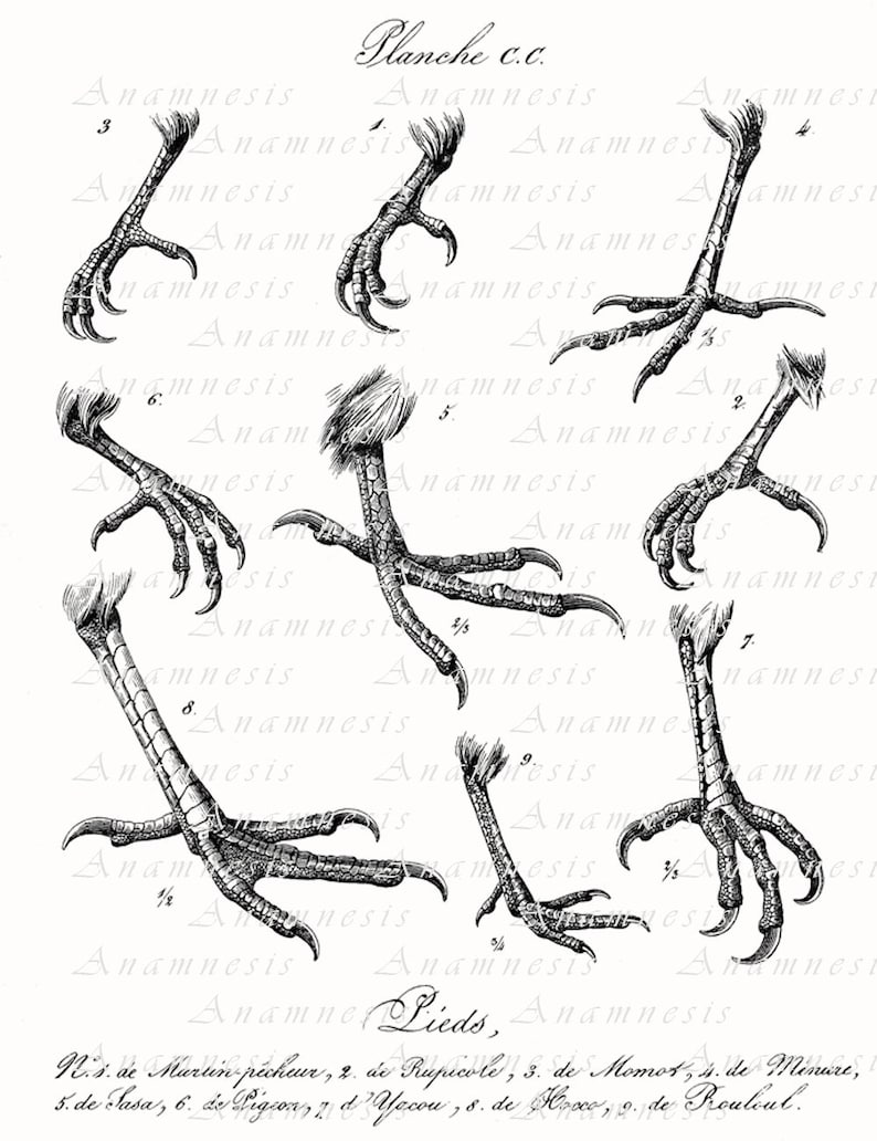 BIRD FEET COLLAGE Digital Download Printable 1800's French Illustration ...
