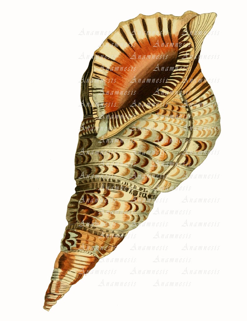 TRITON SEA SHELL Instant Download Printable Antique Ocean Illustration ...