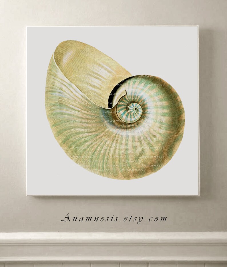LOVELY SEA SHELL High Res Digital Image Printable Antique Ocean ...