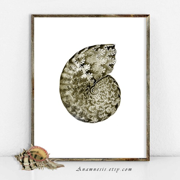Sepia Shell Prints - Etsy