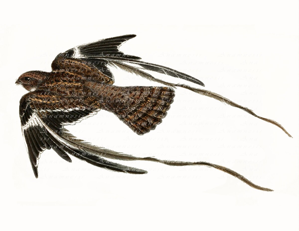 Bird Art Print PENNANT-WINGED NIGHTJAR Instant Digital Download ...