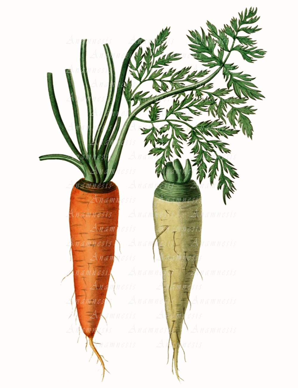 Carrot Art Print CARROTS Instant Download printable vintage ...