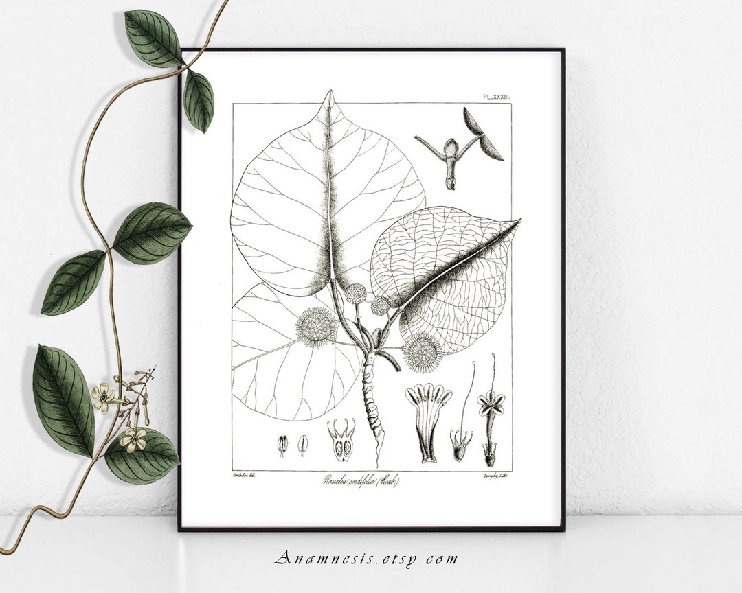PLANT DETAIL 1 - Digital Image Download - Printable Botany Illustration ...