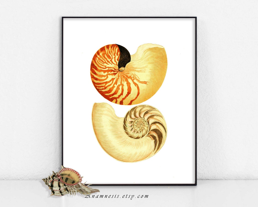 NAUTILUS SEA SHELLS - Digital Image Download - Printable Antique Ocean ...