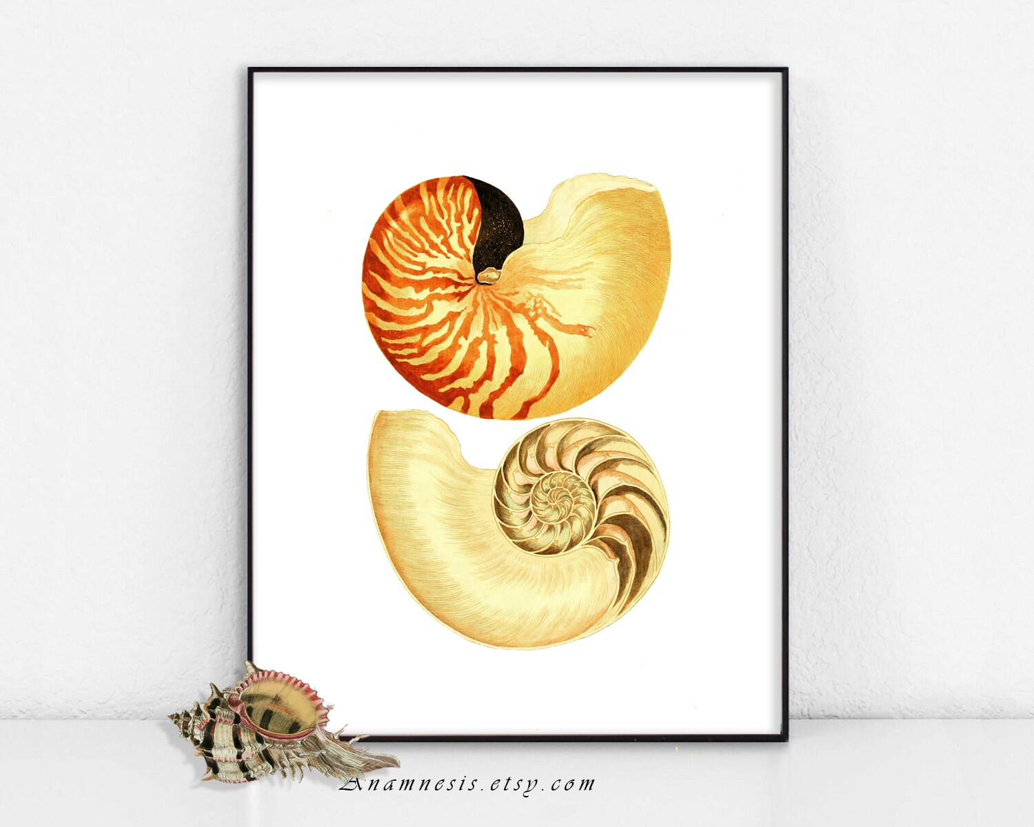 NAUTILUS SEA SHELLS - Digital Image Download - Printable Antique Ocean ...