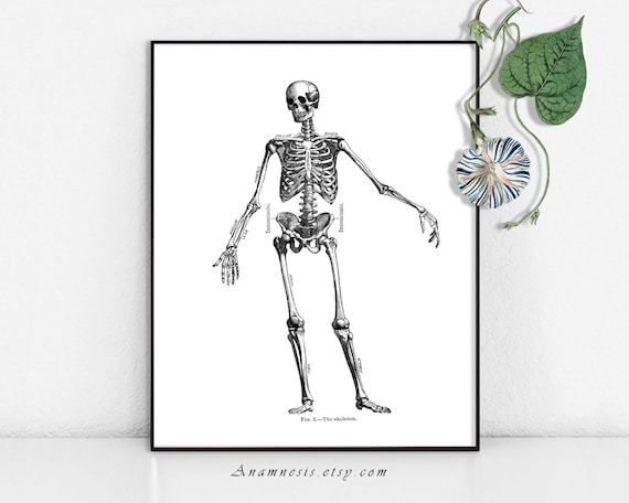 High Resolution Skeleton Drawing