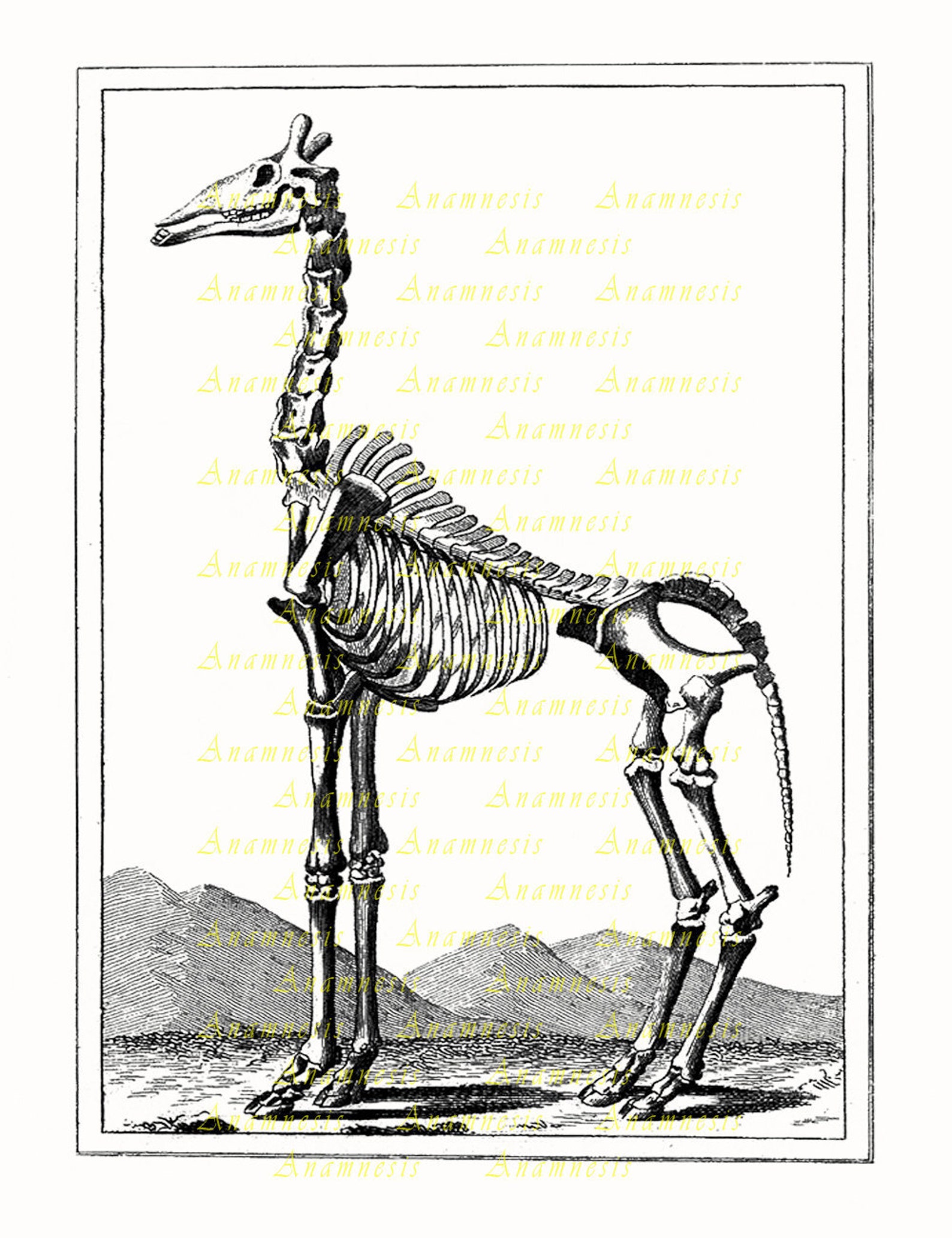 GIRAFFE SKELETON - Instant Digital Download - Printable Illustration ...