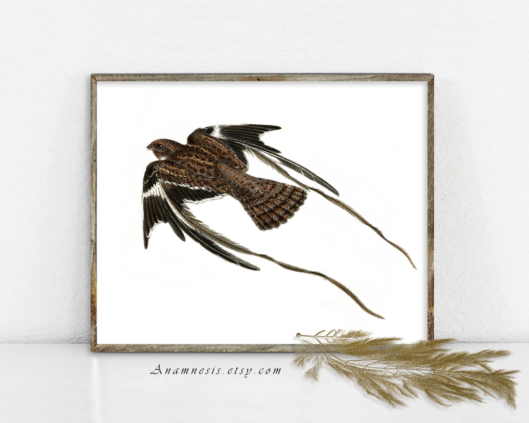 Bird Art Print PENNANT-WINGED NIGHTJAR Instant Digital Download ...