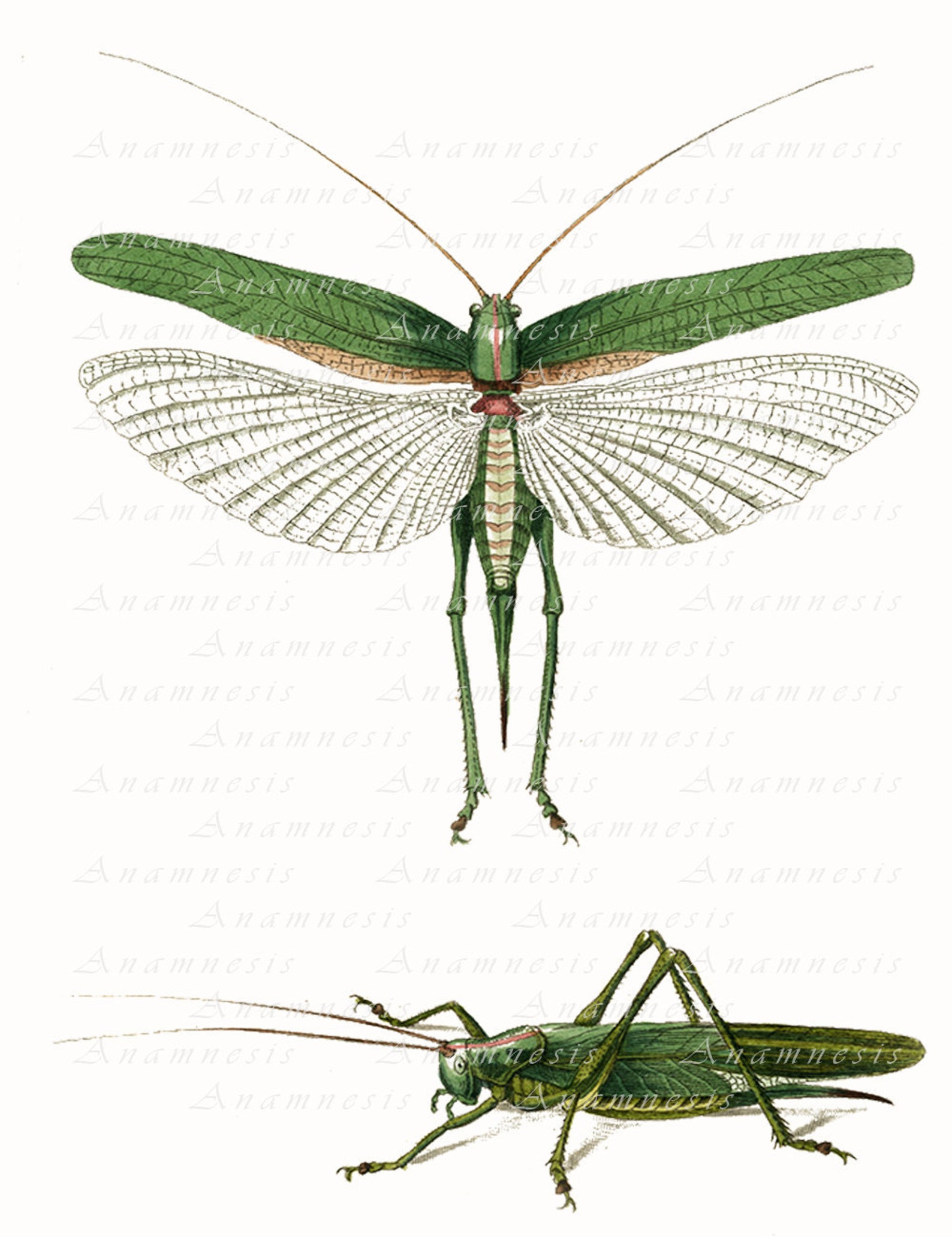 GREEN GRASSHOPPER COLLAGE - Digital Image Download - Printable 1800's ...
