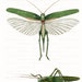 GREEN GRASSHOPPER COLLAGE - Digital Image Download - Printable 1800's ...