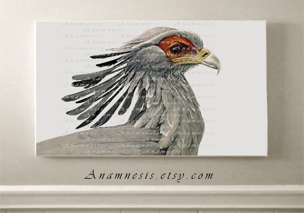 SECRETARY BIRD Art Print - Instant Digital Download - Printable Antique ...