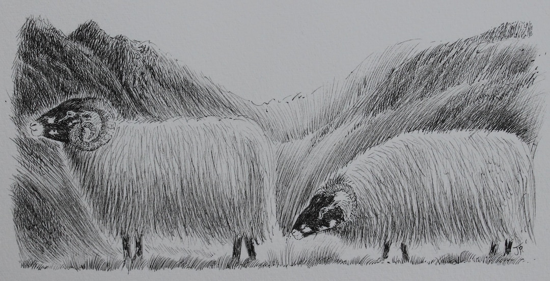 Sheep Picture Unframed and Original Sheep Drawing and Lake District and ...
