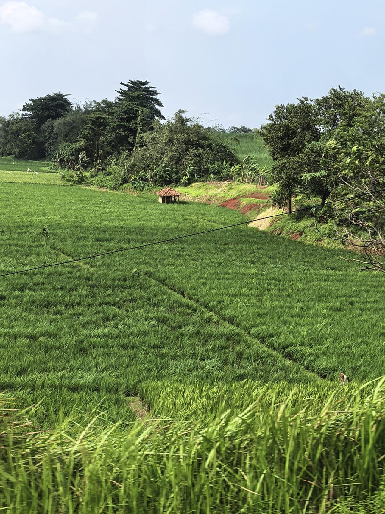 Indonesian Rice Field Photography: Lush Green Paddy, Rural Landscape ...