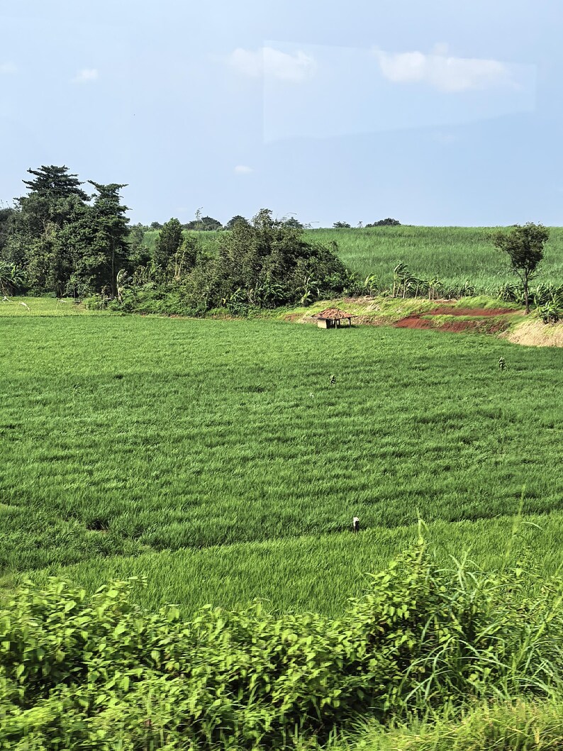 Indonesian Rice Field Photography: Lush Green Paddy, Rural Landscape ...