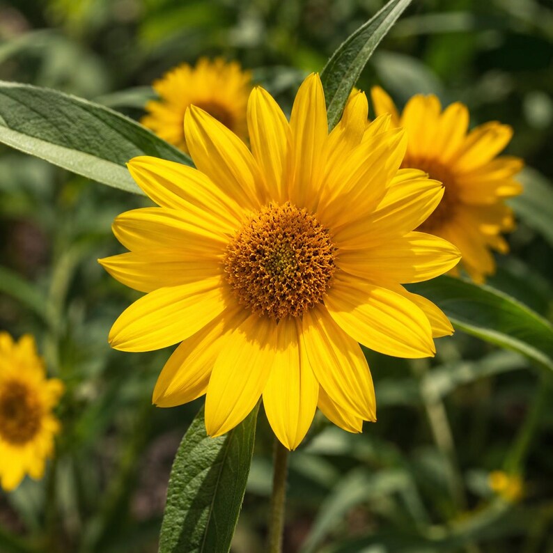 Maximilian Sunflower Seeds, Perennial Native Wildflower, Pollinator ...