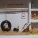 Barnyard Chickens Diorama Box 1 - Etsy