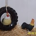 Barnyard Chickens Diorama Box ( 1 ) - Etsy