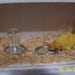 Barnyard Chickens Diorama Box ( 1 ) - Etsy